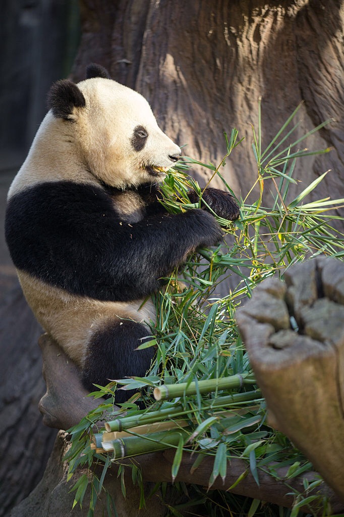 Saving pandas goes beyond simple conservation - Scientific Inquirer
