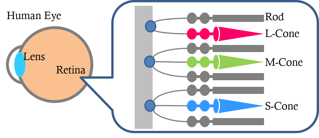 INDUSTRY MATTERS: How to Acquire Microscopy Images that Mimic Human Eye ...