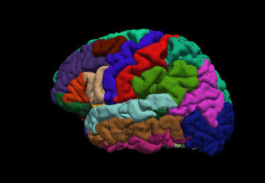 Mapping the brain pathway from plasticity to stability. - Scientific ...