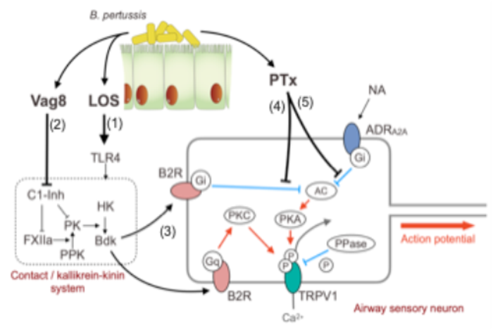 Coughing mice and the fight against pertussis - Scientific Inquirer