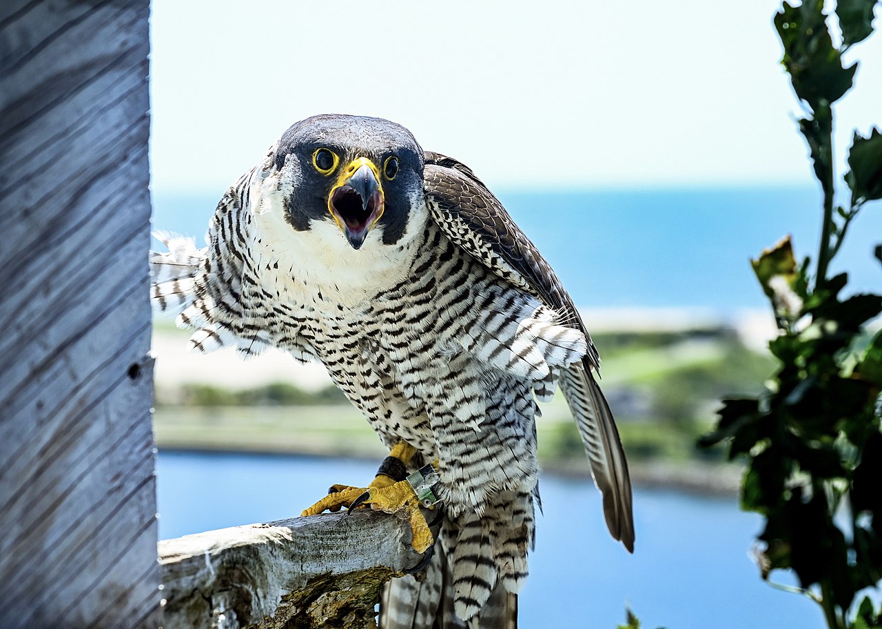 SCI-NY: Check out this short documentary about NYC’s abundant, well ...