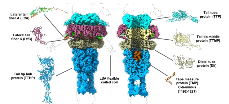 Scientists reveal the molecular structure of a complex bacteriophage ...