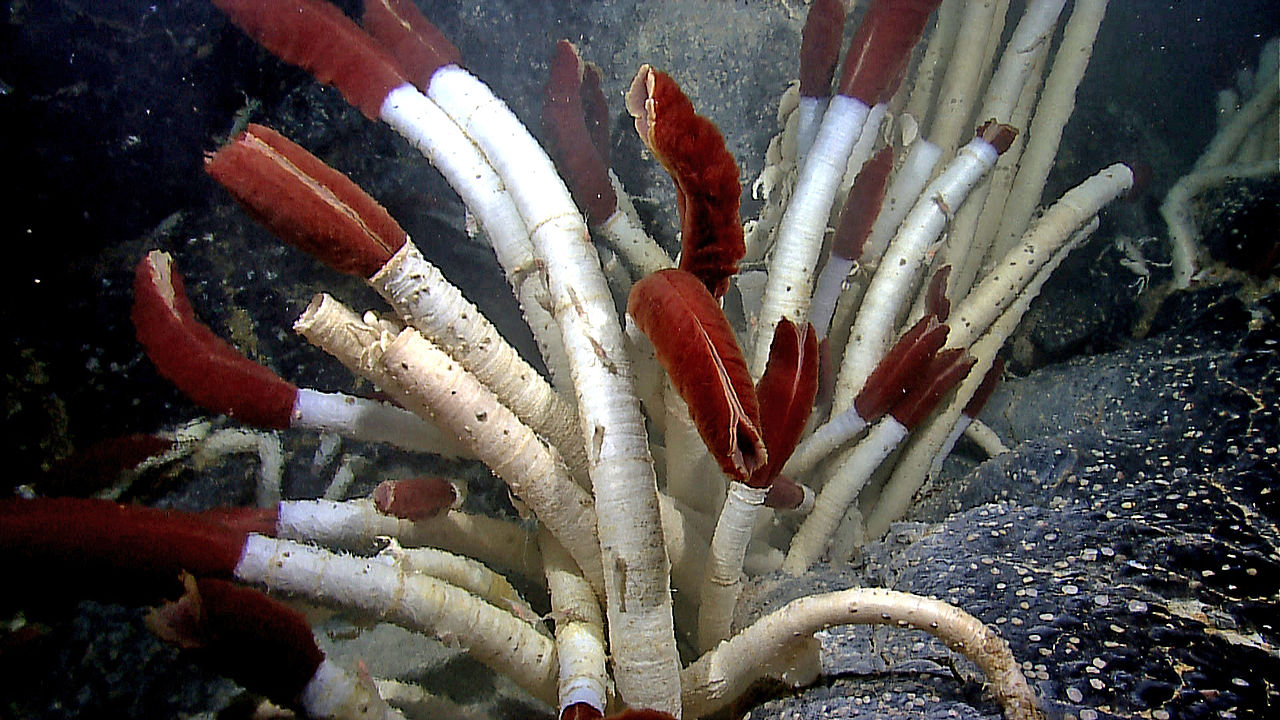 The Big Picture: Hydrothermal vent giant tube worms have an amazing ...