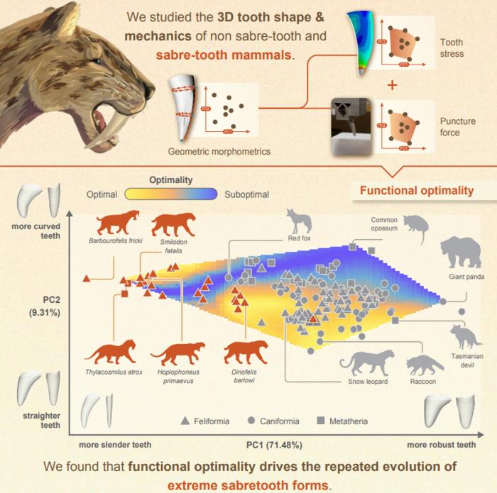The extreme teeth of sabre-toothed predators were ‘optimal’ for biting ...